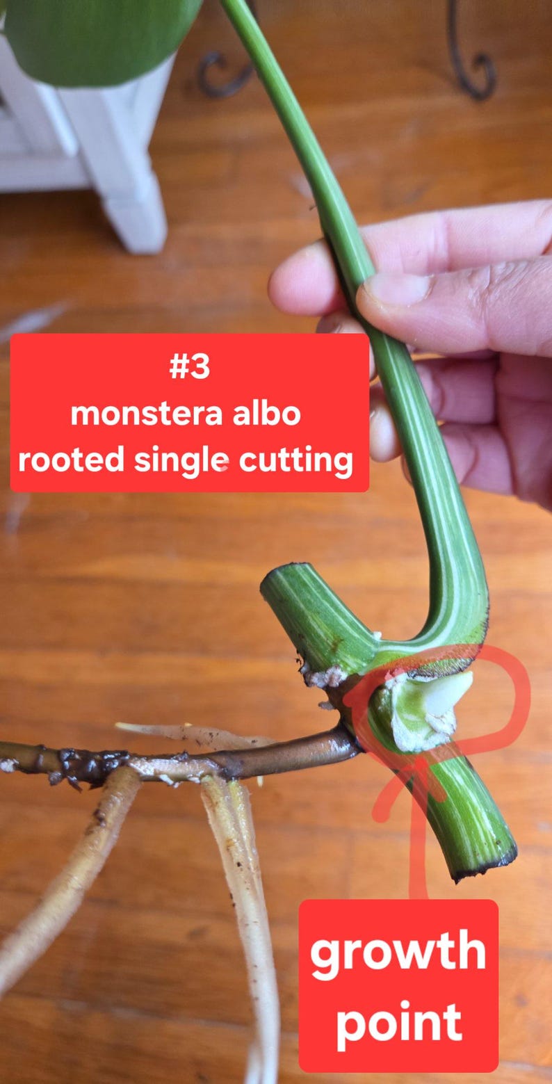 Monstera Albo, Variegated Monstera, Mature Fenestrated/split Leaves ...