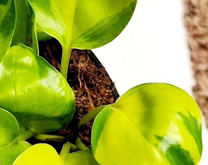 Neon Joy Potho, Variegated Neon Potho, New Rare Potho - Etsy