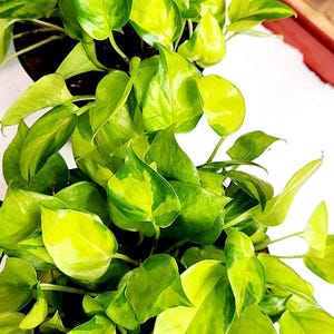 Neon Joy Potho, Variegated Neon Potho, New Rare Potho - Etsy