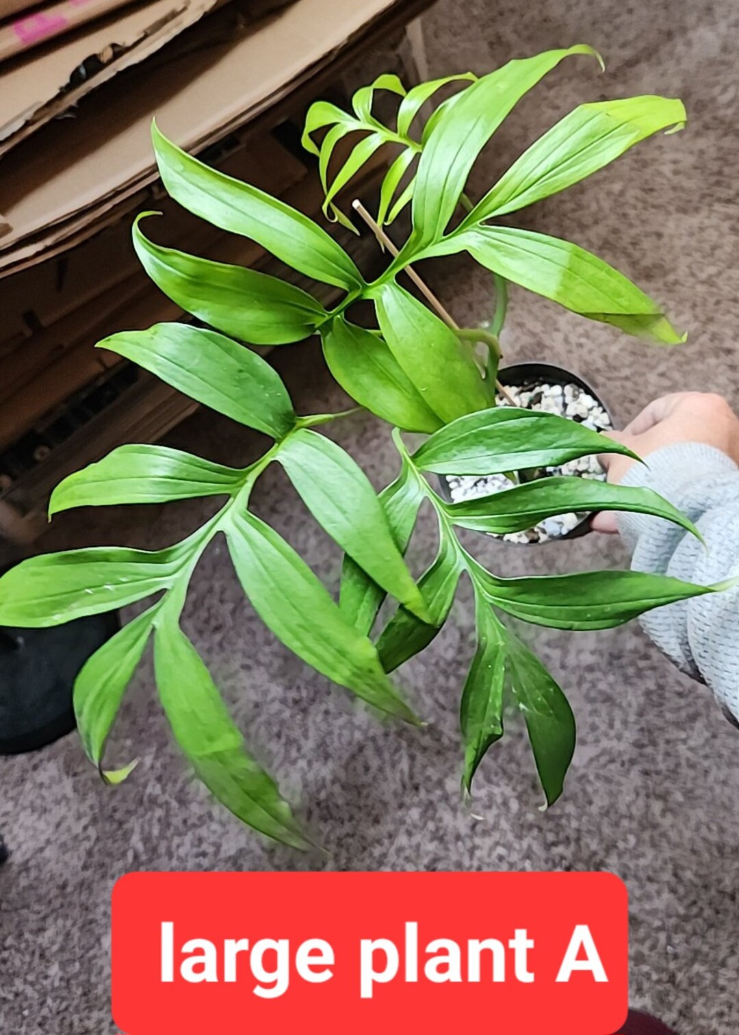 Large Monstera Subpinnata Rooted Established Plant Rare, Finger Plant ...