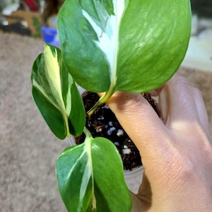 Rare Manjula Potho/mutant Manjula/hybrid Manjula High Viraigation ...