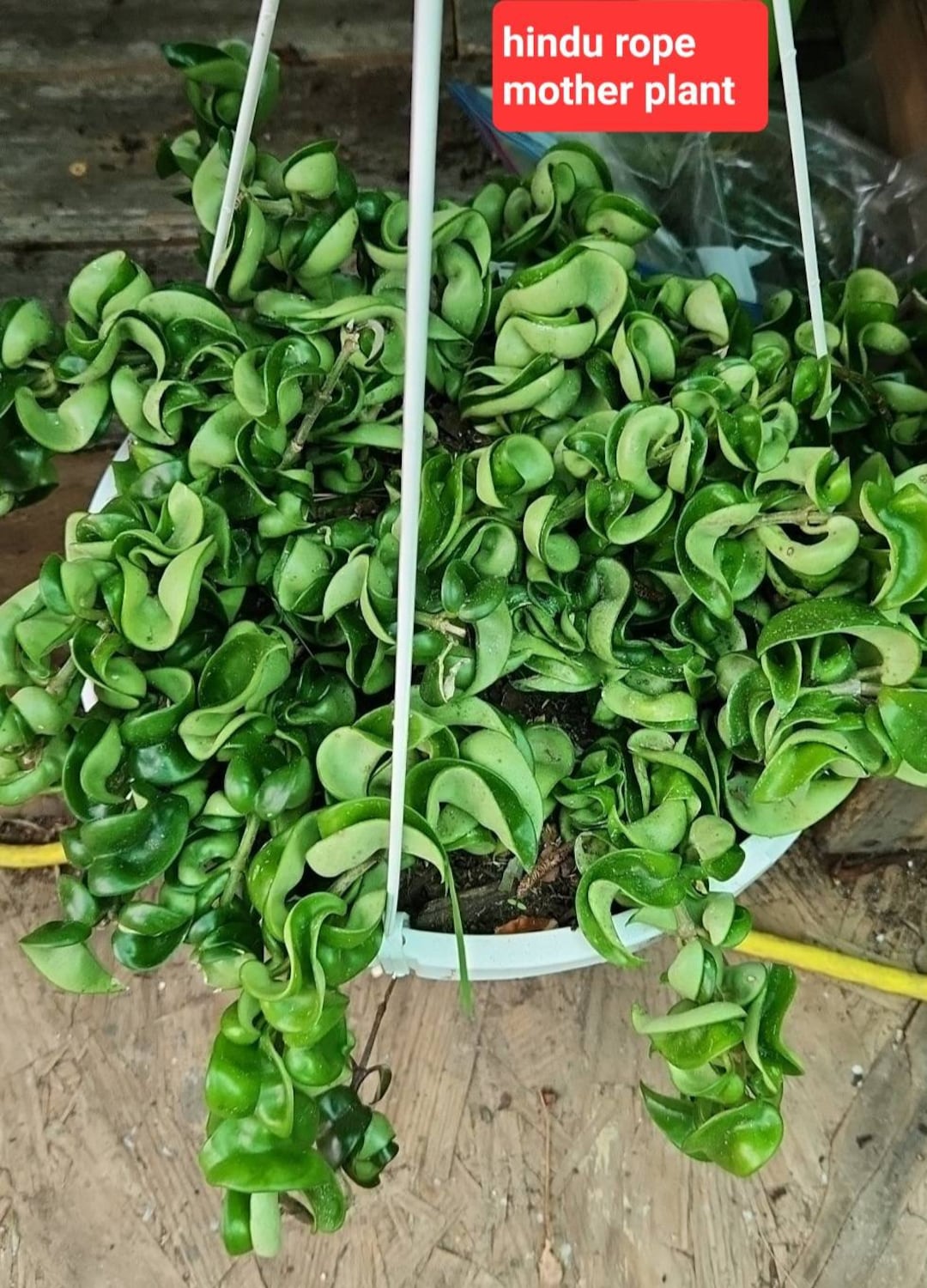 Hoya Compacta Hindu Rope, Rooted Established Plants - Etsy