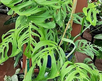Monstera ESQUELETO - RARE - One Node Cuttings - Super Fenestration ...