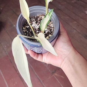 Rare Manjula Potho/mutant Manjula/hybrid Manjula High Viraigation ...