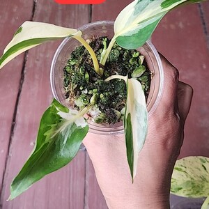Rare Manjula Potho/mutant Manjula/hybrid Manjula High Viraigation ...