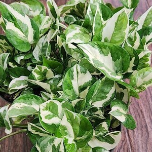 Glacier Potho, Unique Beautiful Patterns, Mature/large Leaves, Stunning ...