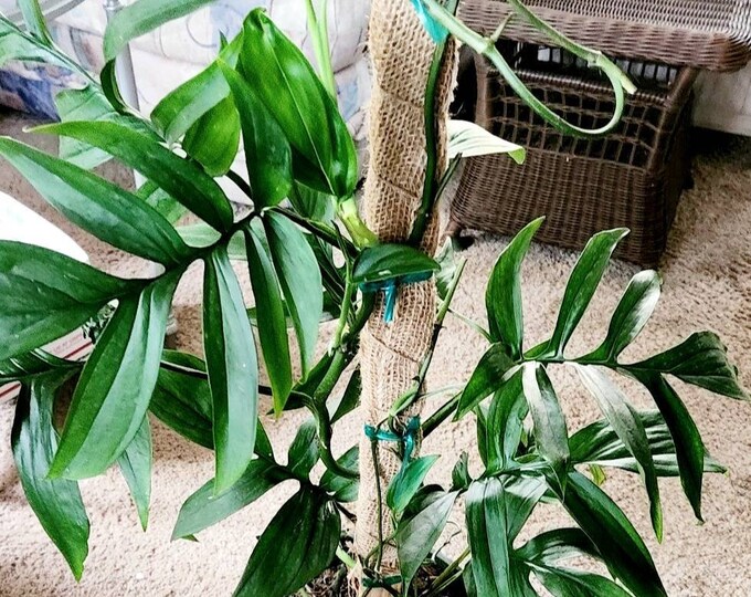 Monstera Subpinnata Cutting Finger Leaves - Etsy