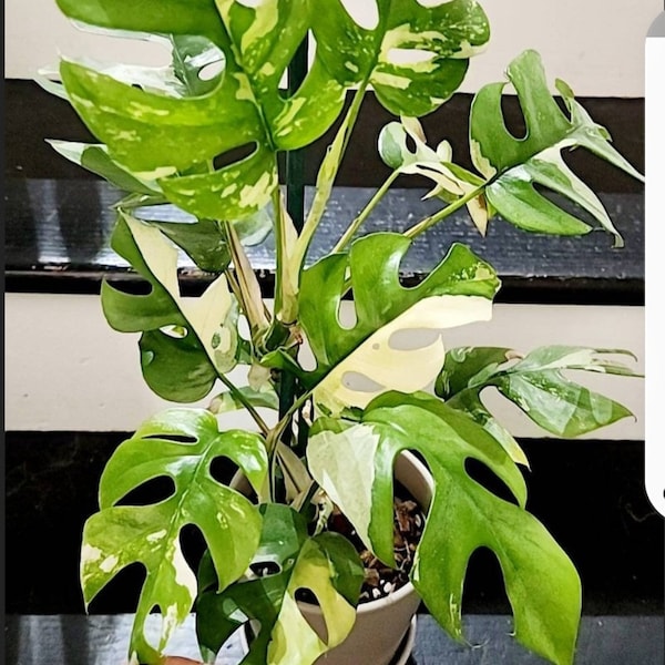 Monstera Mini Variegated - Etsy