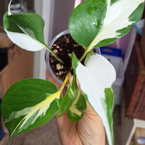 Rare Manjula Potho/mutant Manjula/hybrid Manjula High Viraigation ...