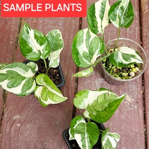 Glacier Potho, Unique Beautiful Patterns, Mature/large Leaves, Stunning ...