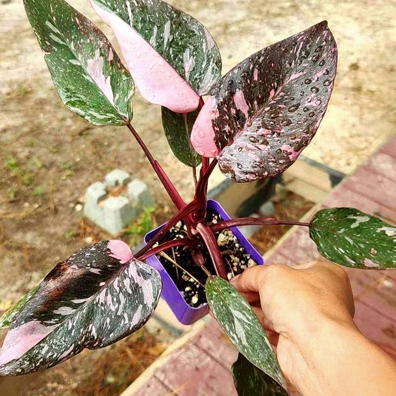 Pink Princess Philodendron - Etsy