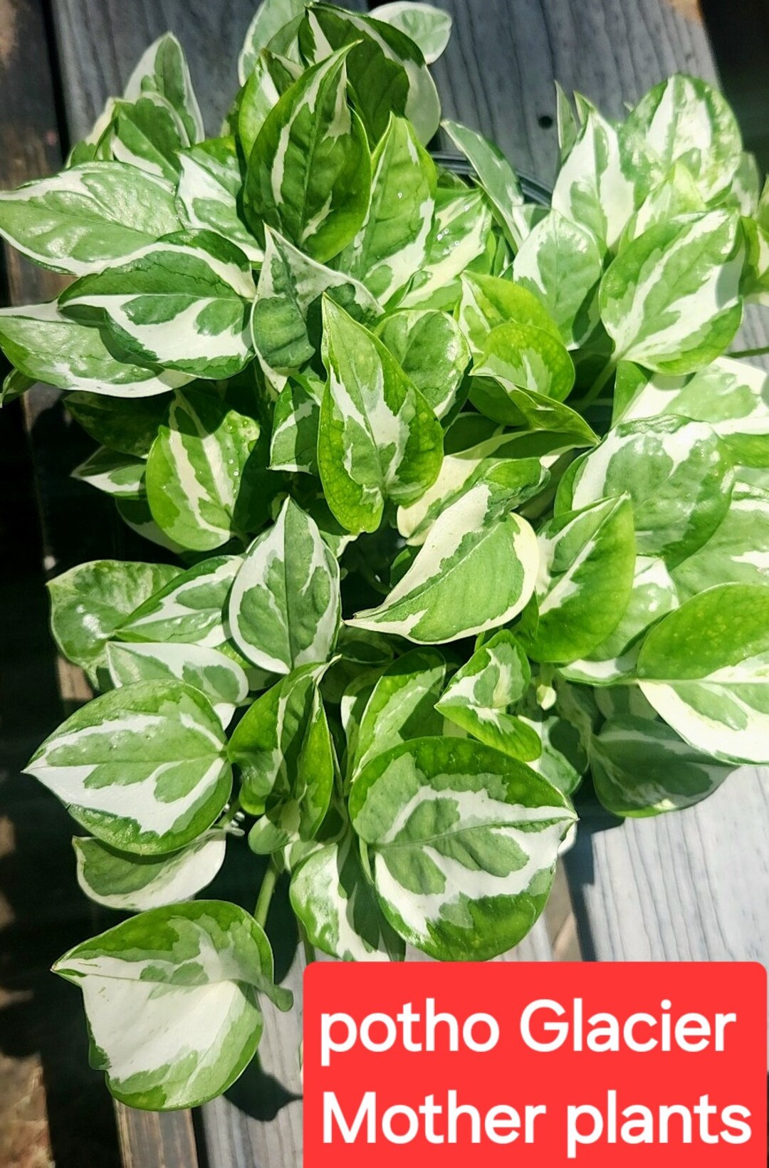 Glacier Potho, Unique Beautiful Patterns, Mature/large Leaves, Stunning ...