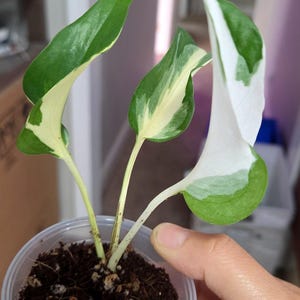 Rare Manjula Potho/mutant Manjula/hybrid Manjula High Viraigation ...