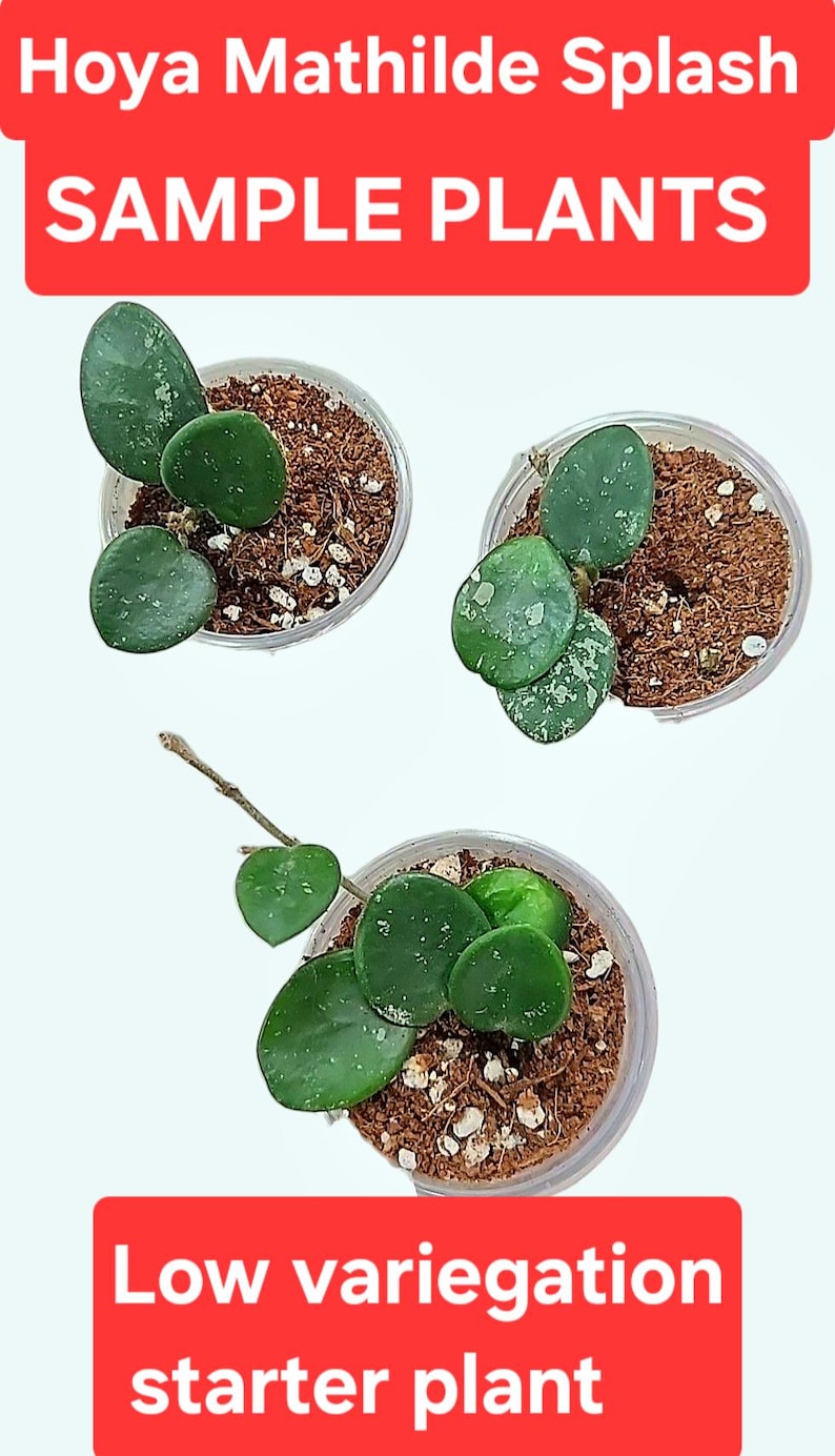 Hoya Mathilde Splash: Silver Variegated Hoya Plant - Etsy