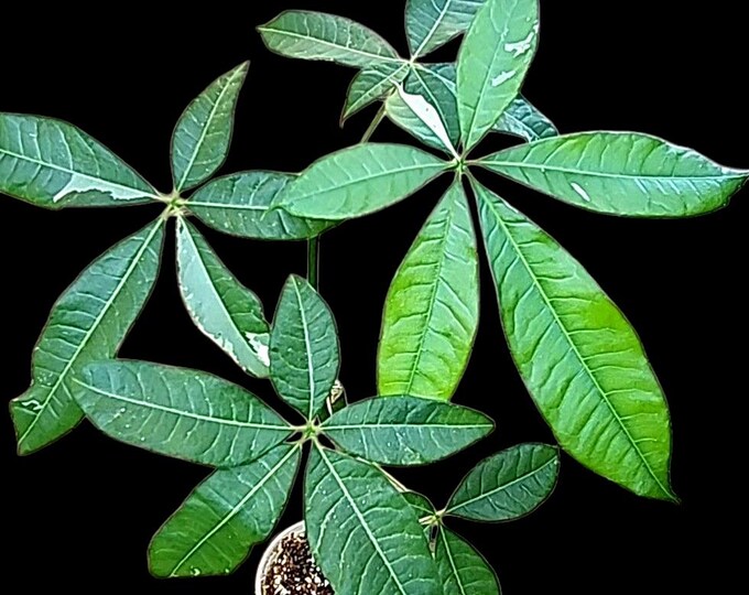 Money Tree Variegated, Exact Plant, White Variegation Albo, Pachira ...