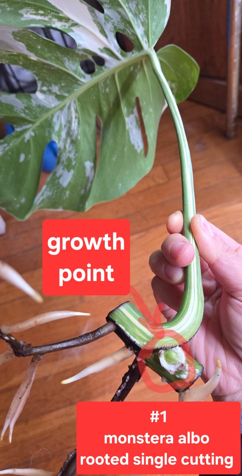 Monstera Albo, Variegated Monstera, Mature Fenestrated/split Leaves ...