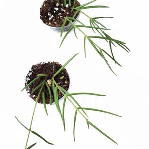 Hoya Linearis Rooted Established Plants, Rare Unique Hoya - Etsy