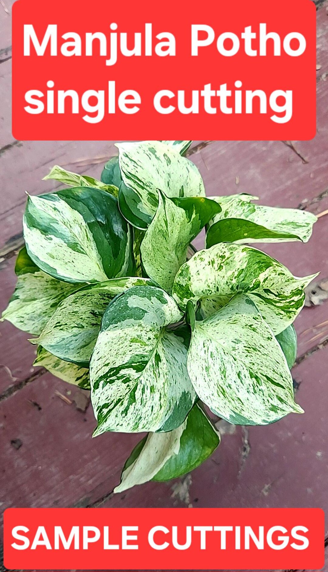 Potho Manjula High Viraigation Rare, Cuttings & Established Plants - Etsy