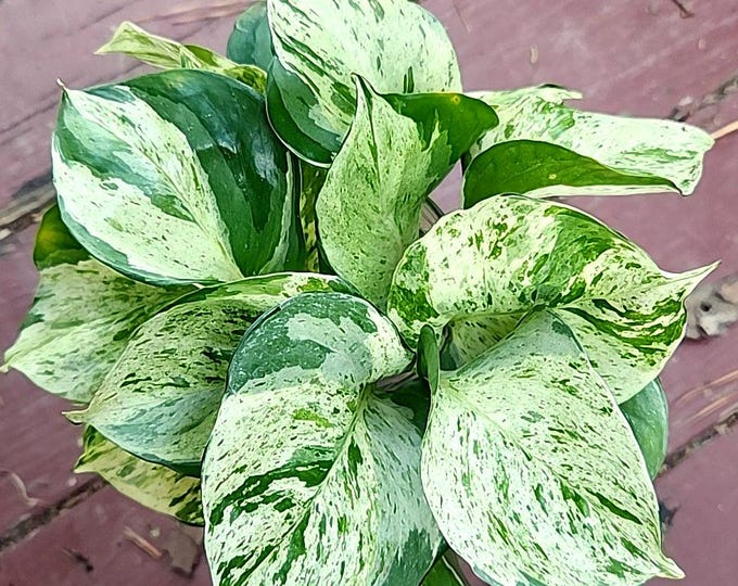 Potho Manjula High Viraigation Rare, Cuttings & Established Plants - Etsy