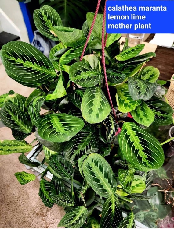 Calathea Red Maranta