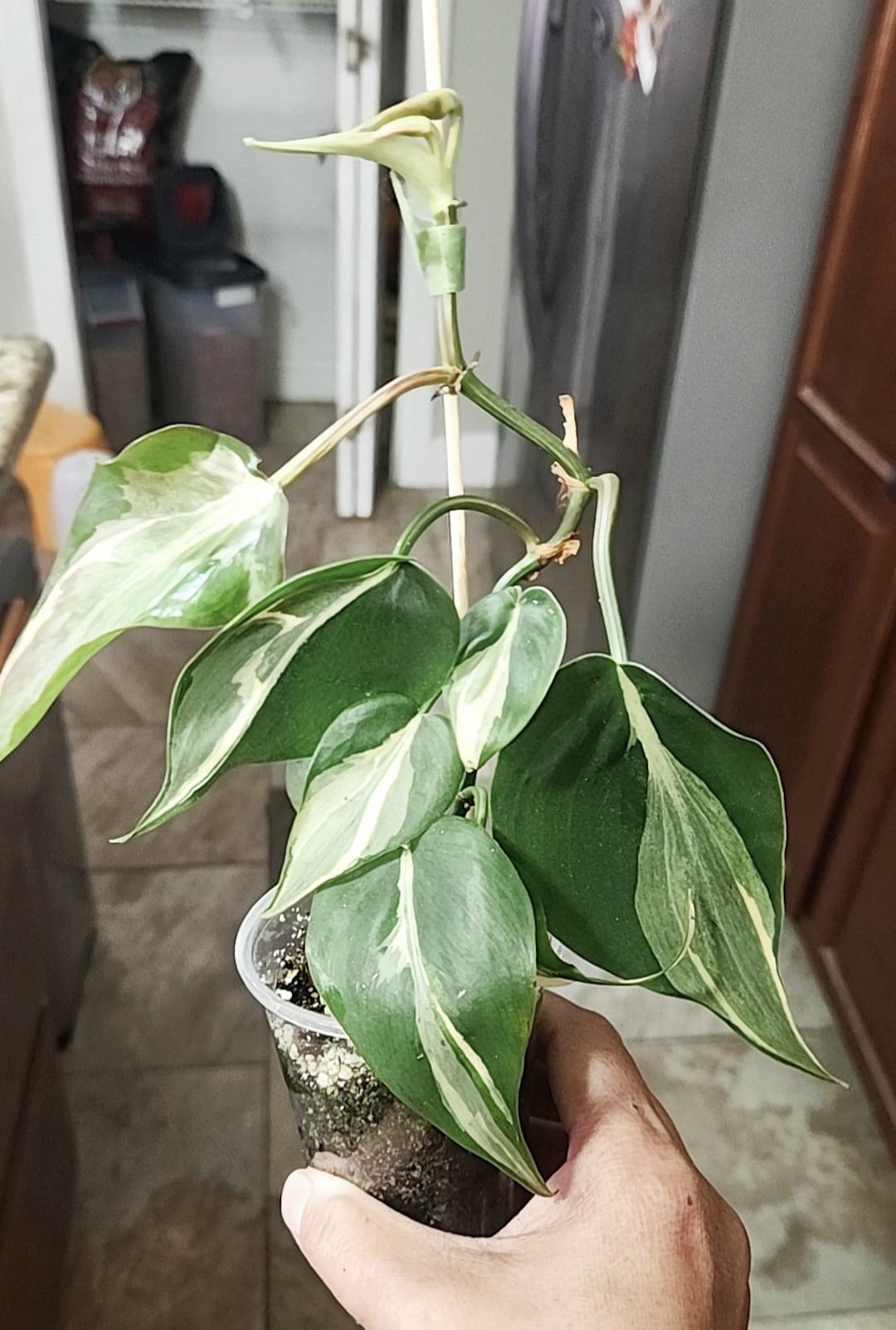 Philodendron Rio, Philodendron Hederaceum Variegated, Established Plant ...