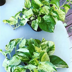 Potho Manjula High Viraigation Rare, Cuttings & Established Plants - Etsy