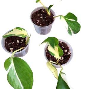 Rare Manjula Potho/mutant Manjula/hybrid Manjula High Viraigation ...