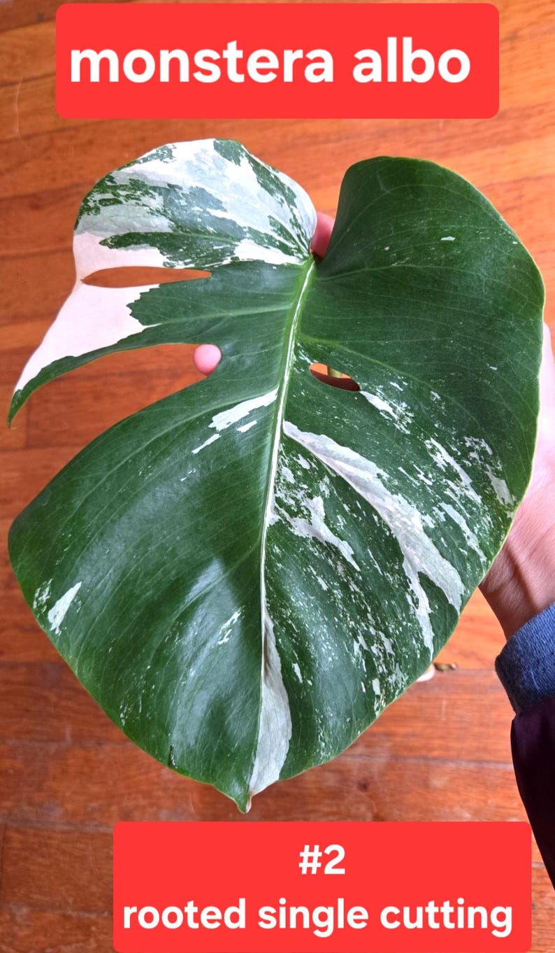 Monstera Albo, Variegated Monstera, Mature Fenestrated/split Leaves ...