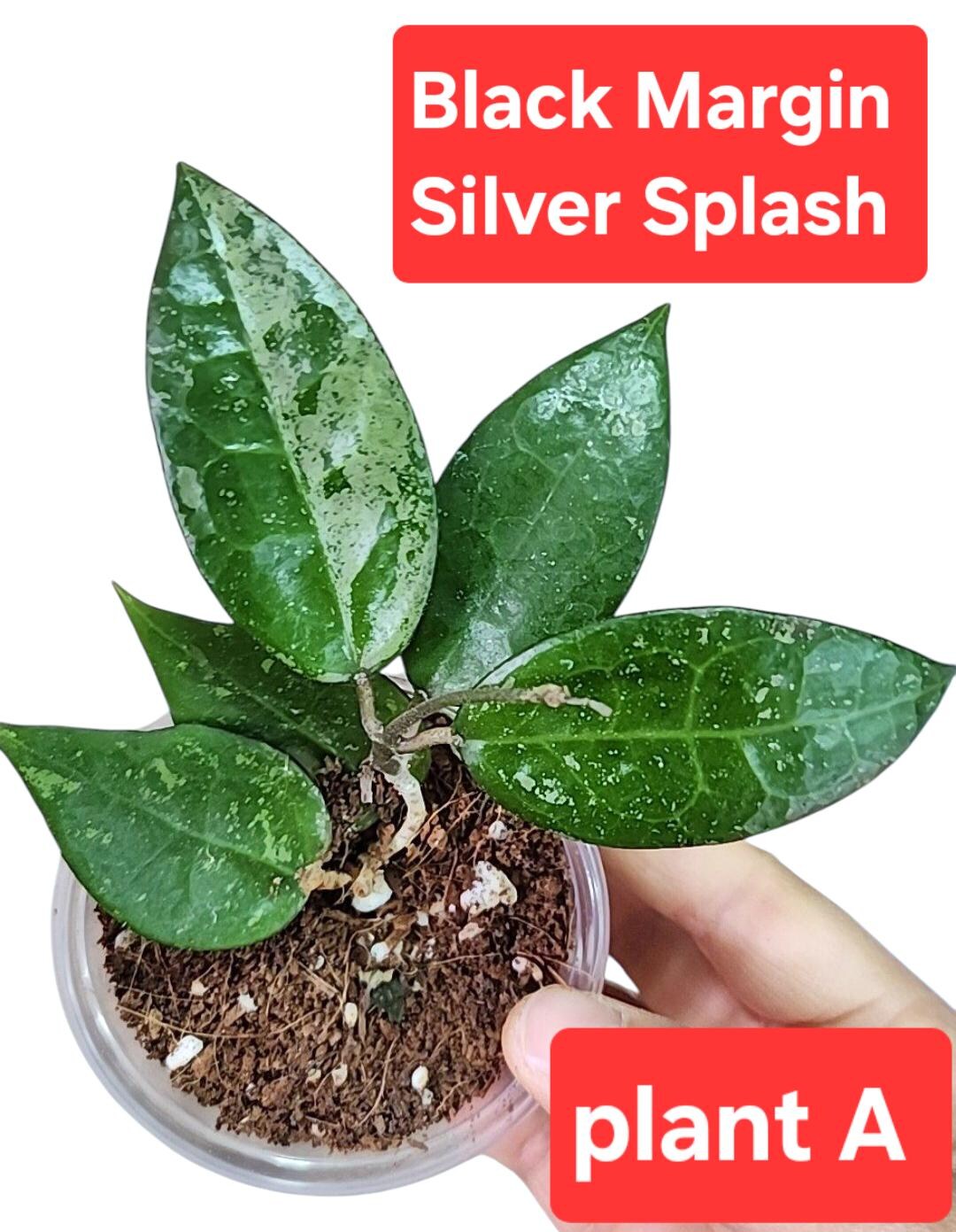 Hoya Parasitica Black Margin Silver Splash - Etsy