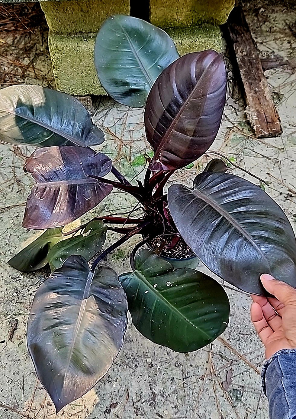 Philodendron Black Cardinal, Dark Beauty/rare Philodendron - Etsy