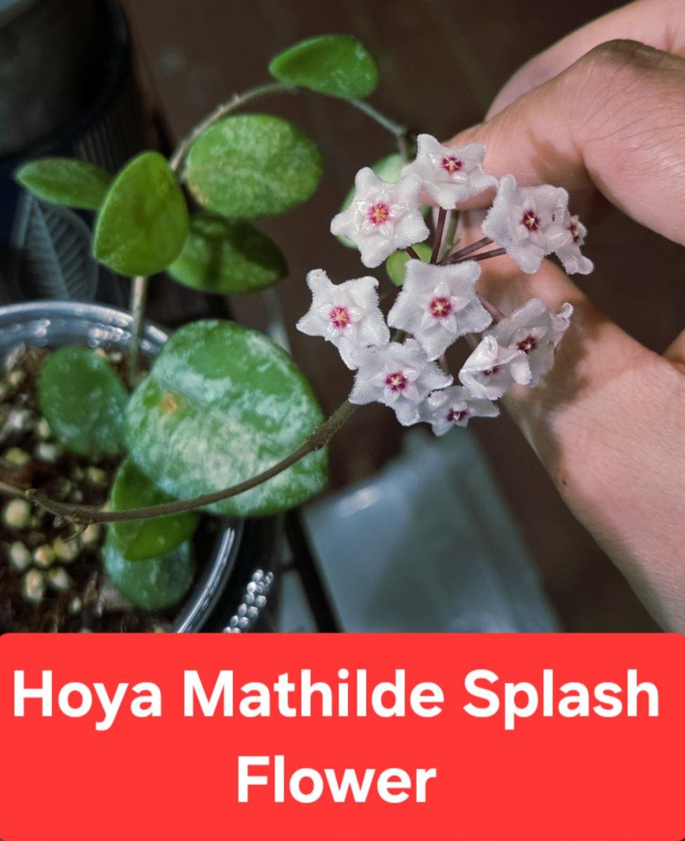 Hoya Mathilde Splash, Silver Variegation, Silver Splash - Etsy