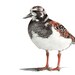 Shore Bird Illustration Art Print, Minimal Print, Turnstone Coastal ...