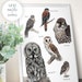Bird of Prey Poster Art, Owl Poster, Bird Watcher Gift, Nature ...