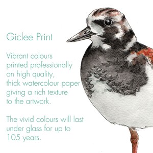 Shore Bird Illustration Art Print, Minimal Print, Turnstone Coastal ...