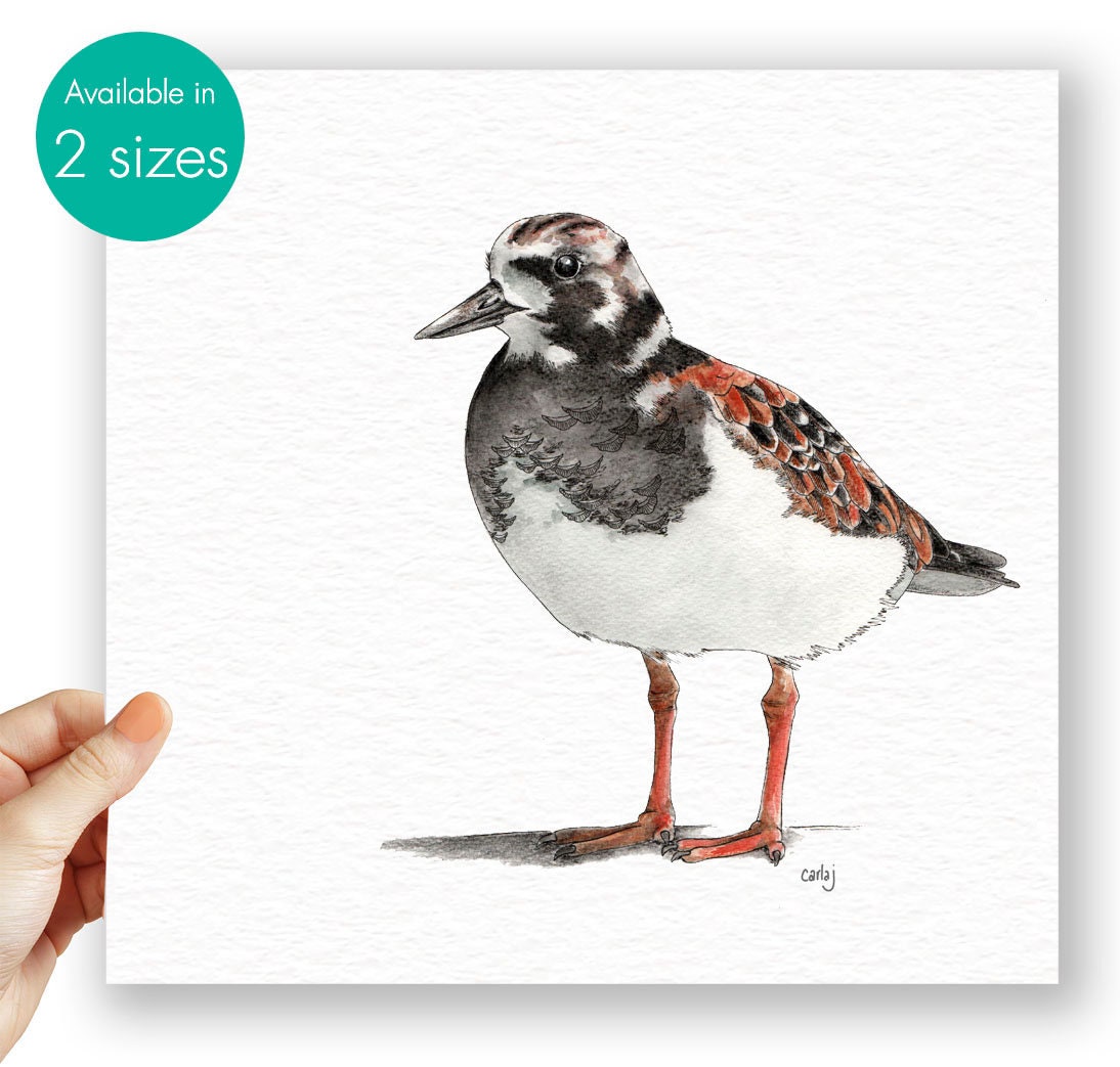 Shore Bird Illustration Art Print Minimal Print Turnstone - Etsy UK