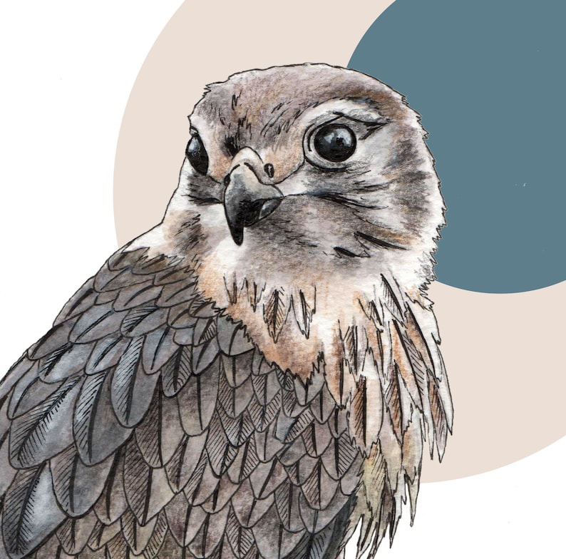 Set of 2 Prints Birds of Prey Art Contemporary Wall Art for - Etsy