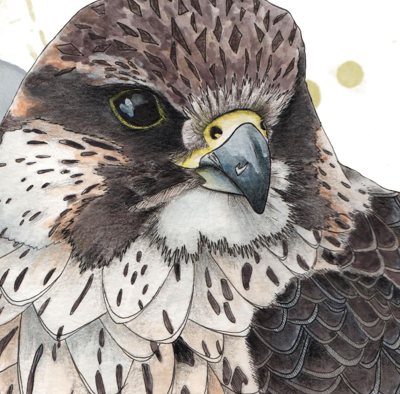 Falcon art print Bird of Prey illustration Wildlife art for | Etsy