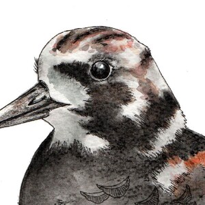 Shore Bird Illustration Art Print, Minimal Print, Turnstone Coastal ...
