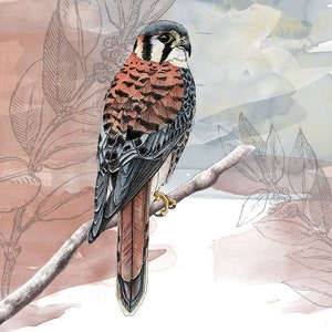Kestrel Print, Bird of Prey Wildlife Art for the Bird Watcher and Bird ...