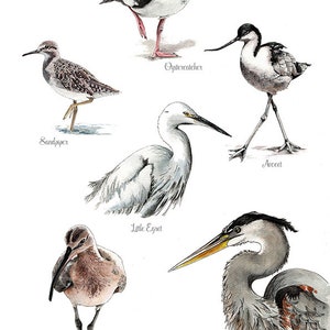 Birds Poster, Wading Bird Wall Art Print, Coastal Birds Illustration ...