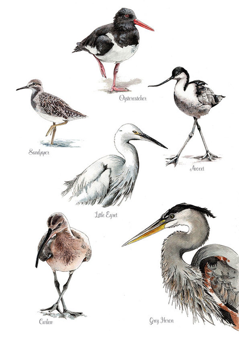 Birds Poster Wading Bird Wall Art Print Coastal Birds - Etsy UK