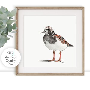 Shore Bird Illustration Art Print, Minimal Print, Turnstone Coastal ...
