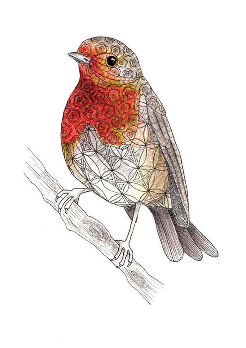 Robin Red Breast Art Print Robin Gifts British Garden Birds - Etsy UK