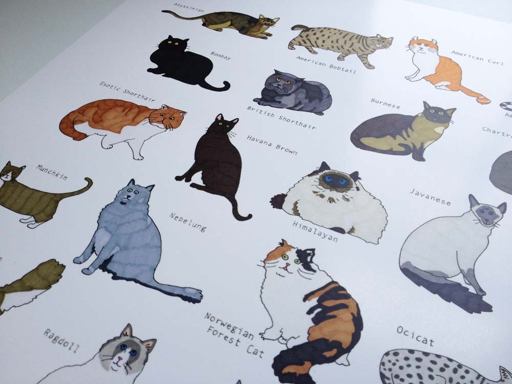 Cat Breeds Poster 18x24 - Etsy