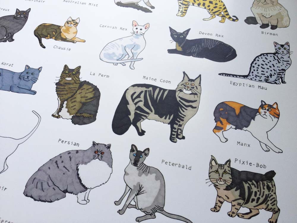 Cat Breeds Poster 18x24 - Etsy