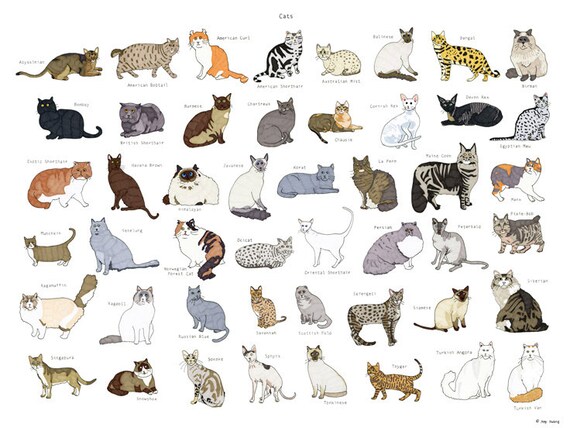 Cat Breeds Poster 18x24 | Etsy