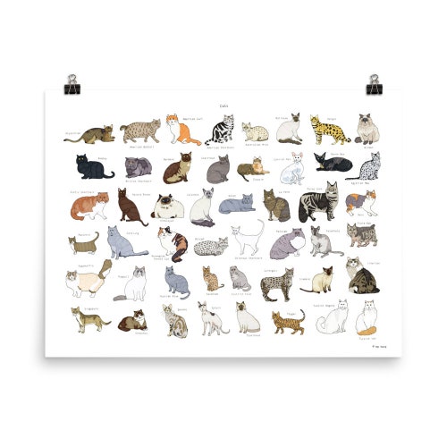Cat Breeds Poster 18x24 | Etsy