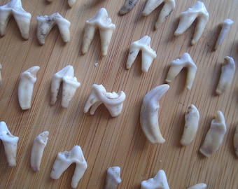 Animal teeth | Etsy