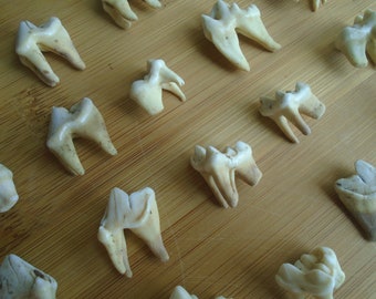 Animal teeth | Etsy