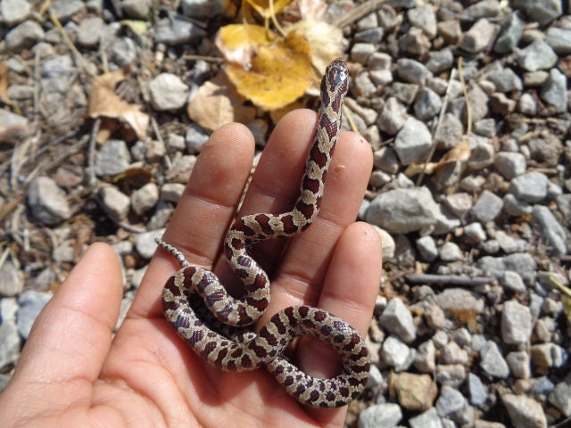 Juvenile Prairie Kingsnake